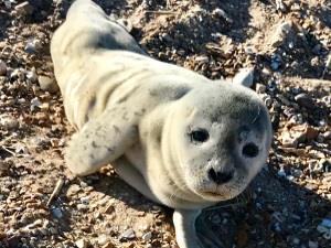 SEA LIFE Centre Hunstanton – Visit West Norfolk