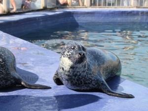 SEA LIFE Centre Hunstanton – Visit West Norfolk