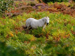 NWT Roydon Common – Visit West Norfolk