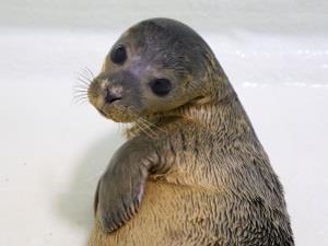 SEA LIFE Centre Hunstanton – Visit West Norfolk