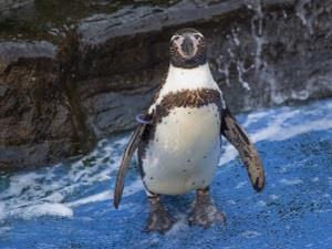 SEA LIFE Centre Hunstanton – Visit West Norfolk