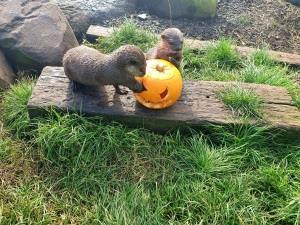 SEA LIFE Centre Hunstanton – Visit West Norfolk