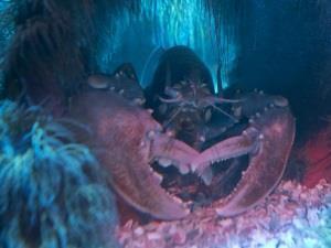 SEA LIFE Centre Hunstanton – Visit West Norfolk