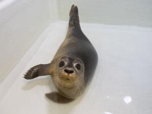 SEA LIFE Centre Hunstanton – Visit West Norfolk